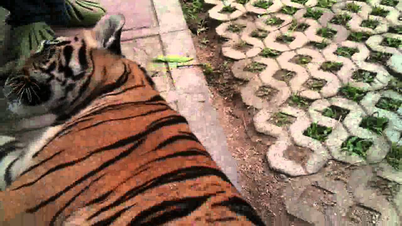 Tiger Farms in Thailand /Chiang Mai - YouTube
