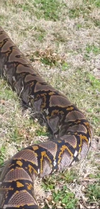 huge reticulated python - YouTube