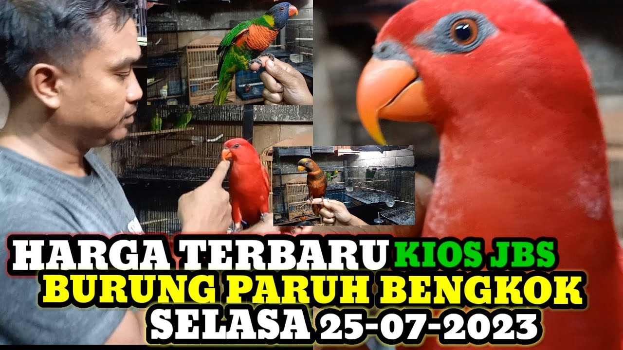 HARGA BURUNG PARUH BENGKOK DAN BURUNG OCEHAN DIKIOS JBS PASAR BURUNG PRAMUKA - YouTube