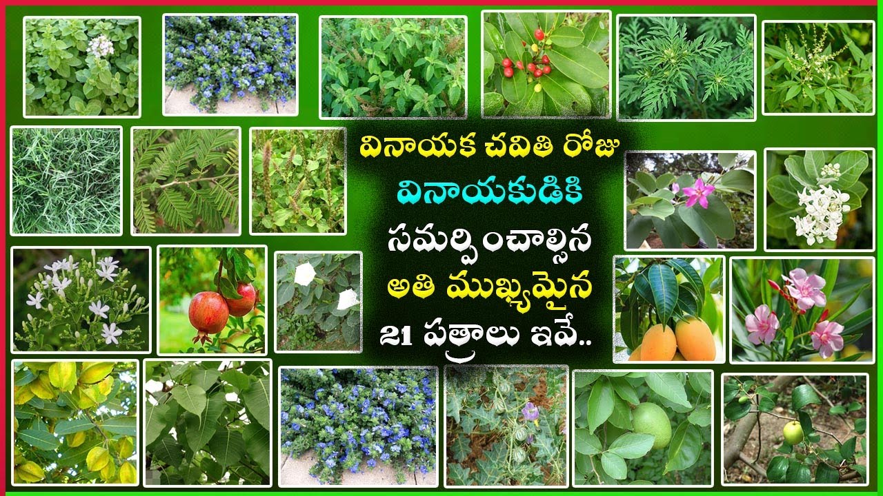 Vinayaka Chavithi 21 Patri Names | Vinayaka Chavithi Patri Names ...