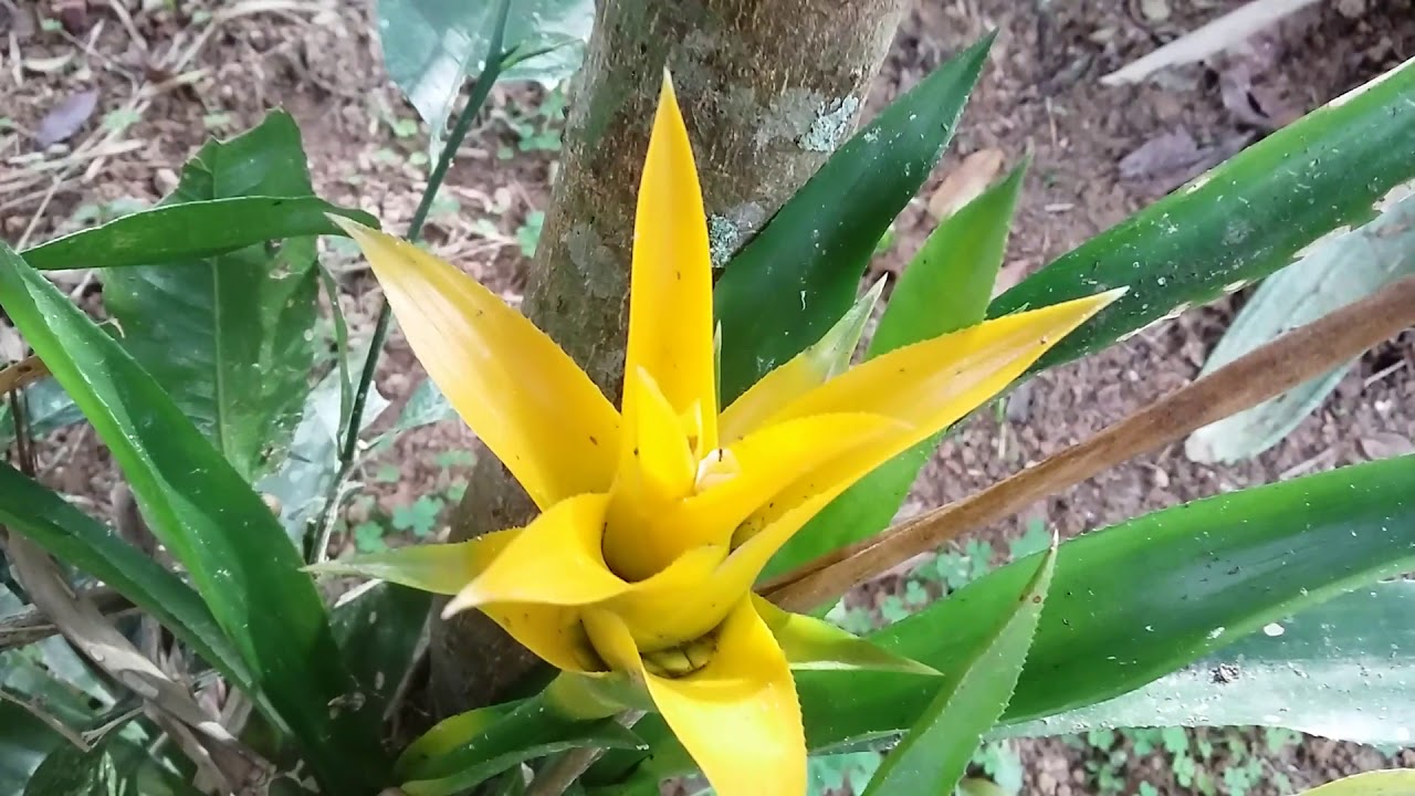 Bromélia Canistropsis billbergioides. - YouTube