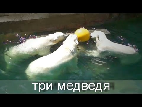 Белая медведица Герда спряталась от жары в воду, а медвежата с желтым ...