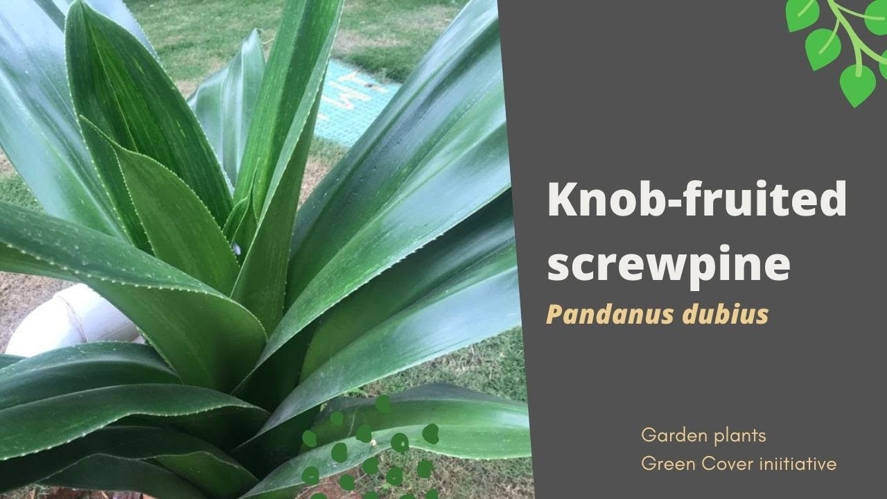 Pandanus Dubius