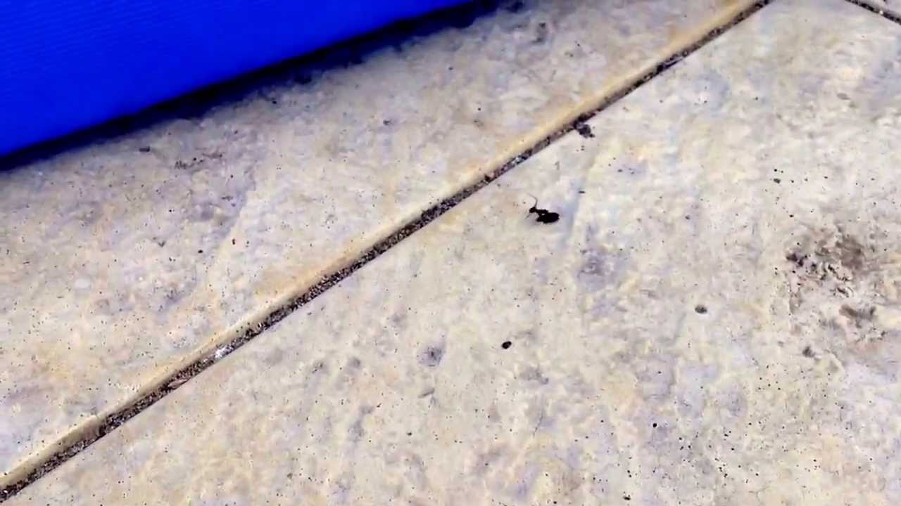 ANT SQUASHING - YouTube