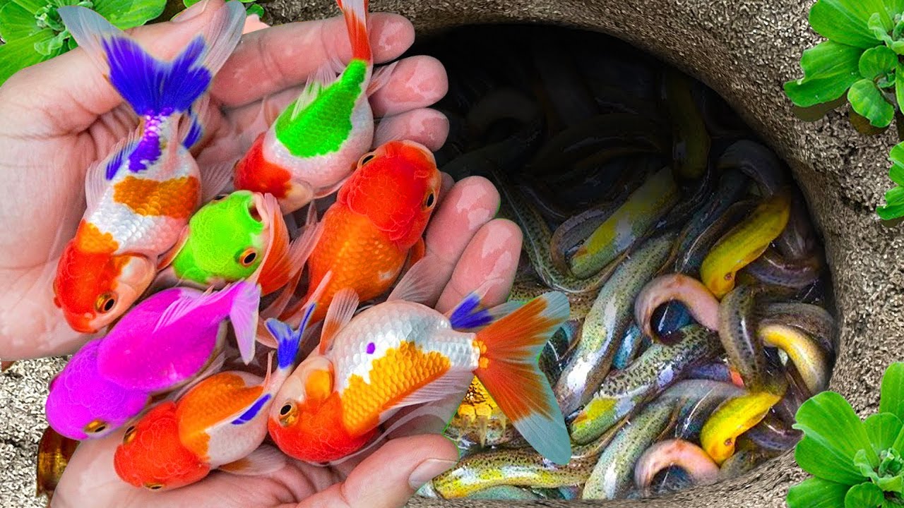 Catching Strange Aquarium Fish In Small Pond, Green Guppy, Black Guppy ...