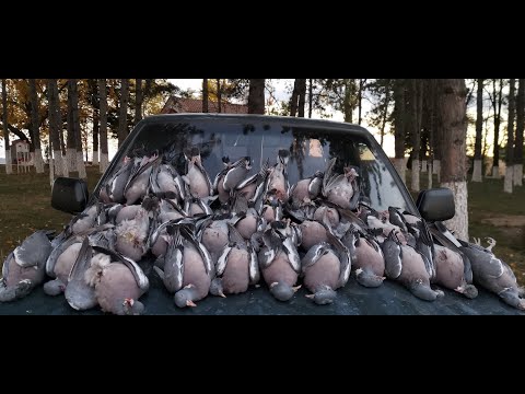 ΚΥΝΗΓΙ ΦΑΣΣΑΣ Νο58: hunting wood pigeon TAHTALI AVI CHASSE aux PALOMBES