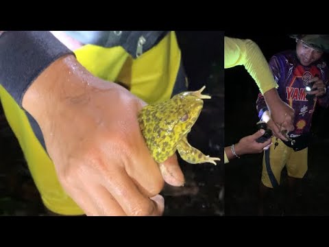 Part 1-PANDADAKMA NG PALAKANG BUKID | night frogs hunting ADVENTURE ...