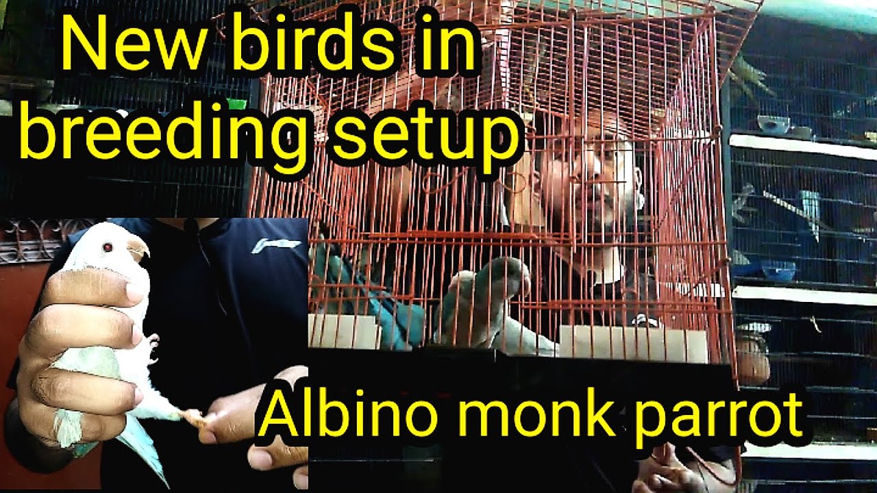 New Entry in my Birds setup || Monk parrot breeding setup || Quaker ...