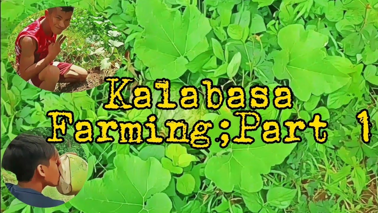 Kalabasa farming l Part 1 - YouTube
