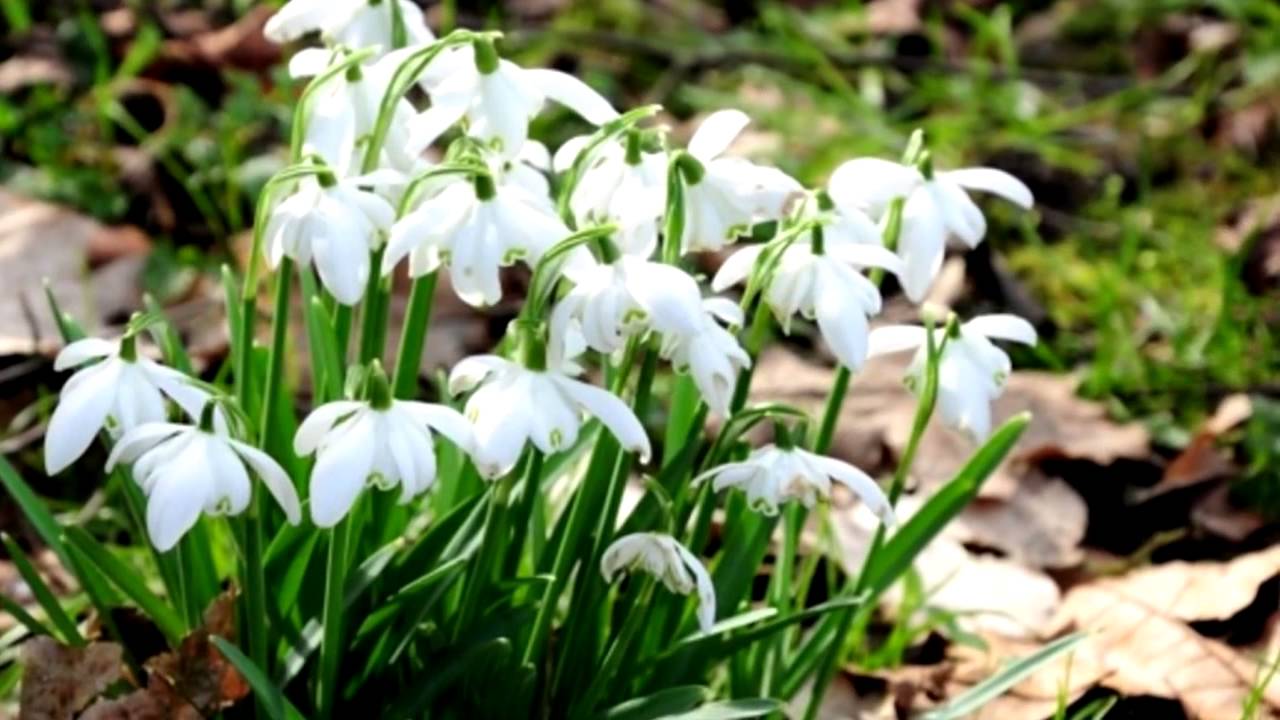 Подснежники весенние цветы\Snowdrops - YouTube