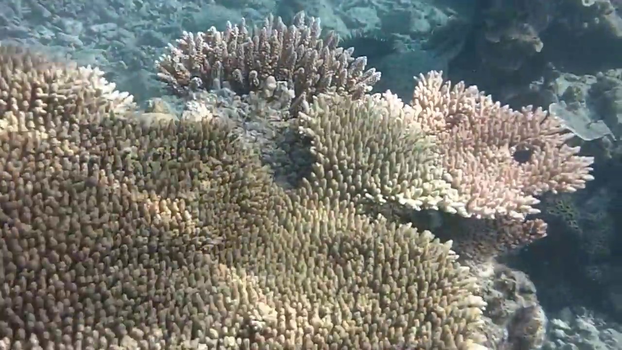 17. Black Spiky Star Fish - YouTube