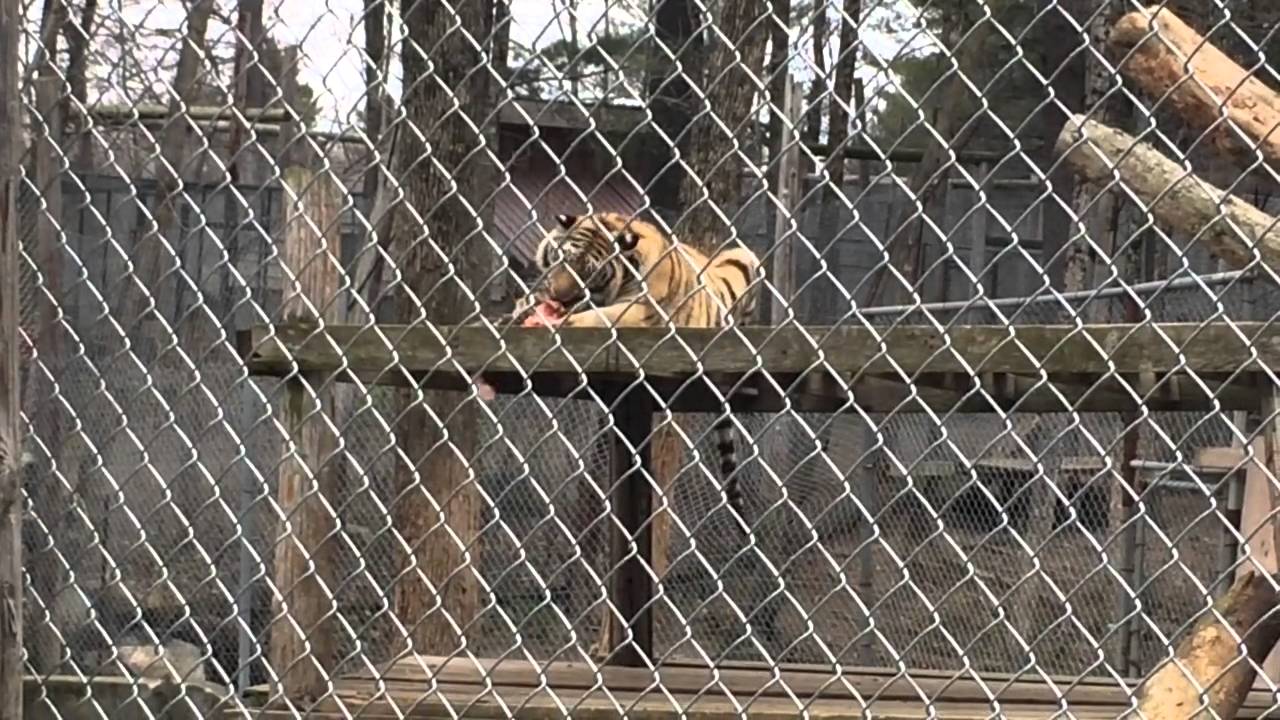 Tiger breakfast part 2 - YouTube