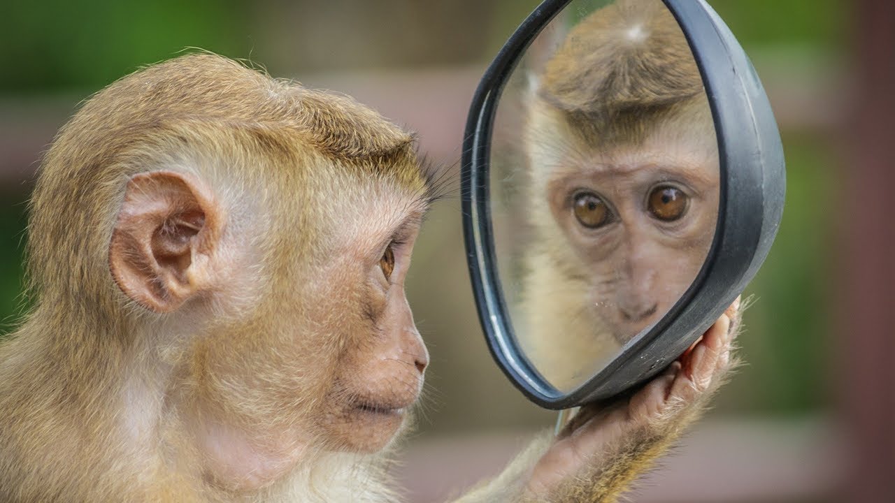 Som de macaco - Curiosidade sobre os macacos - som dos macacos - YouTube