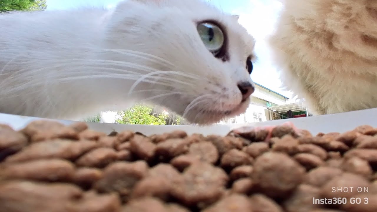 The owner put the camera in the mother cat's food bowl and recorded the ...