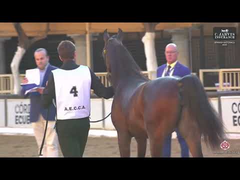 N 4 SHATHA AL JOOD   Spanish Nationals 2025   Yearling Fillies   Section A Class 1A