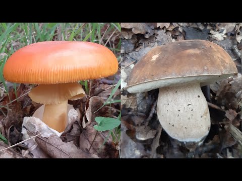 Harika Bir Mantar Avı, Değerli ve Kaliteli Mantarlar ile Süper Bir Mantar Yemeği