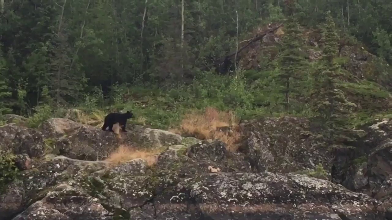 Alaskan Bears & Blueberries | Late-Season Special - YouTube