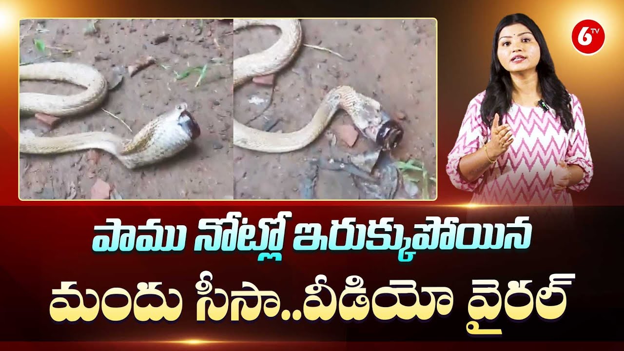 A Cobra Swallowed Cough Syrup Bottle || SNAKE VIRAL VIDEO || Viral ...