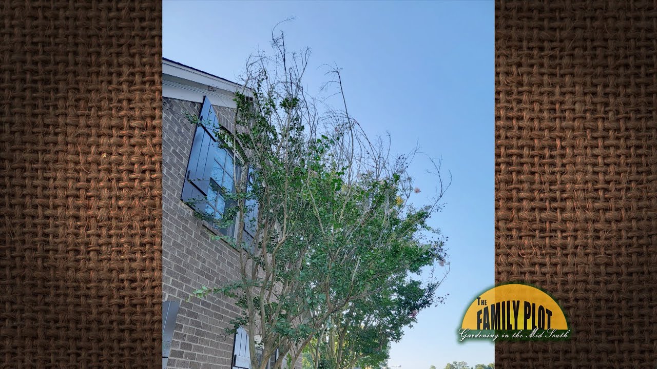 Q&A – The top branches of my crape myrtle have died back. What causes ...