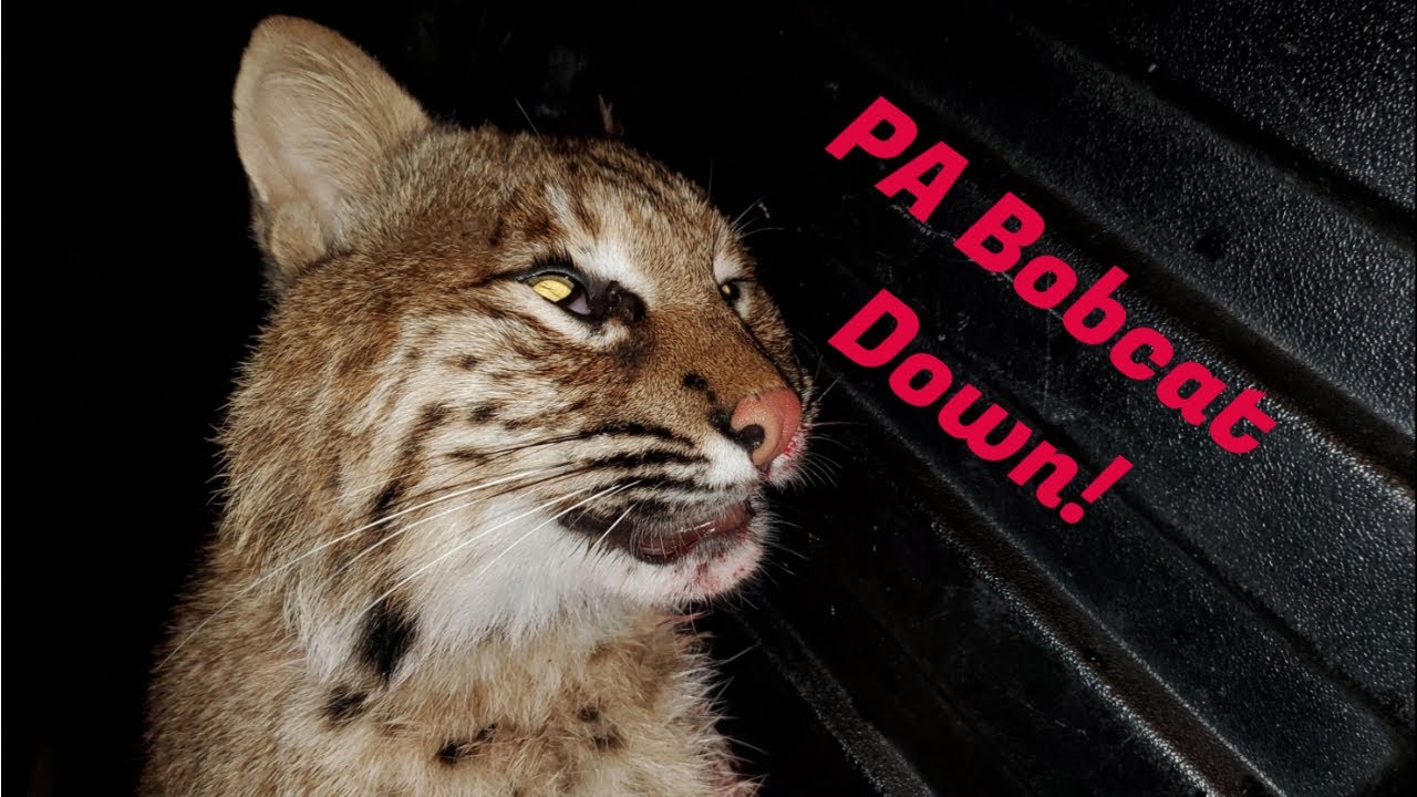 PA Bobcat Hunt! | PA Bobcat Kill | PA Predator Hunting | Bobcat Hunt ...