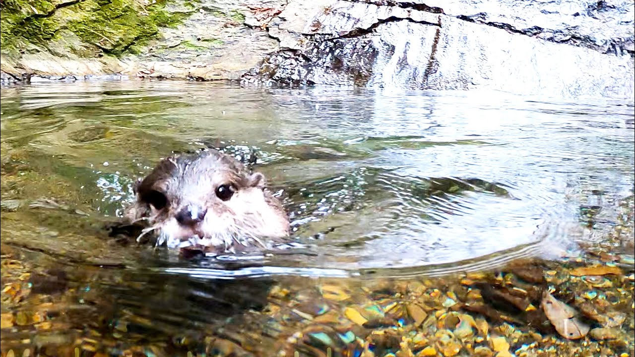 The otter that never gets tired of going to the waterfall on weekends ...