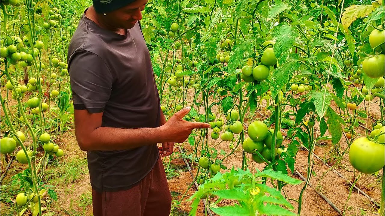 Gulf farming tomato farming Kuwait live video - YouTube