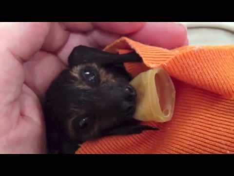 Cammie, orphaned Spectacled Flying-Fox pup. - YouTube