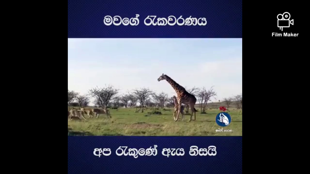 Mahamayawarune and theri ugali new song and old song 2020 - YouTube