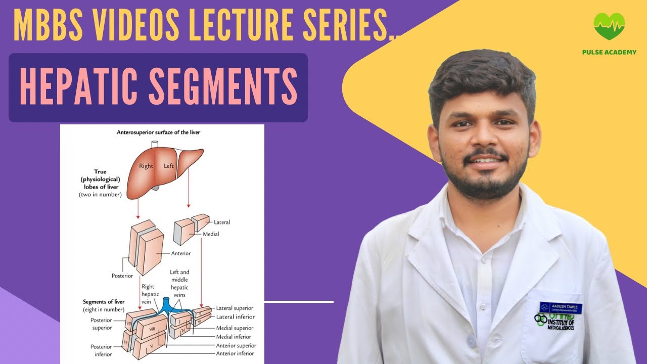 Hepatic Segments | Couinaud Classification of Liver Anatomy| Liver ...