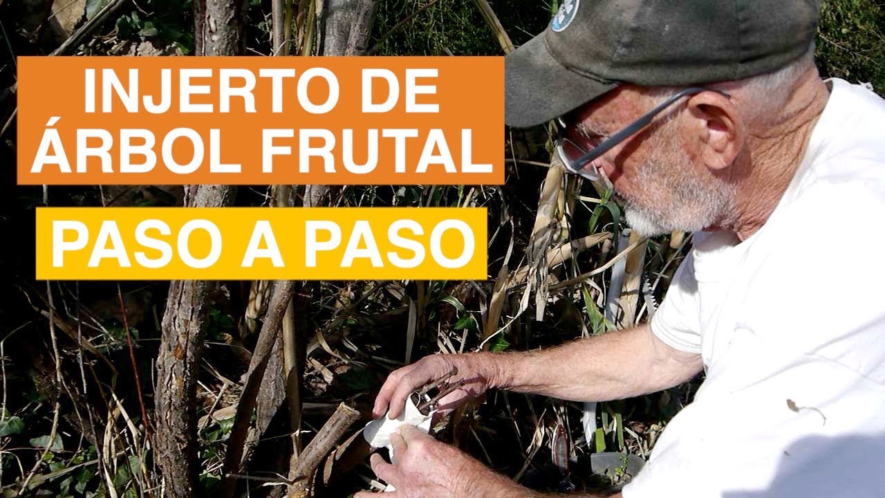 Cómo hacer un injerto paso a paso. Trucos para que el injerto sea un ...