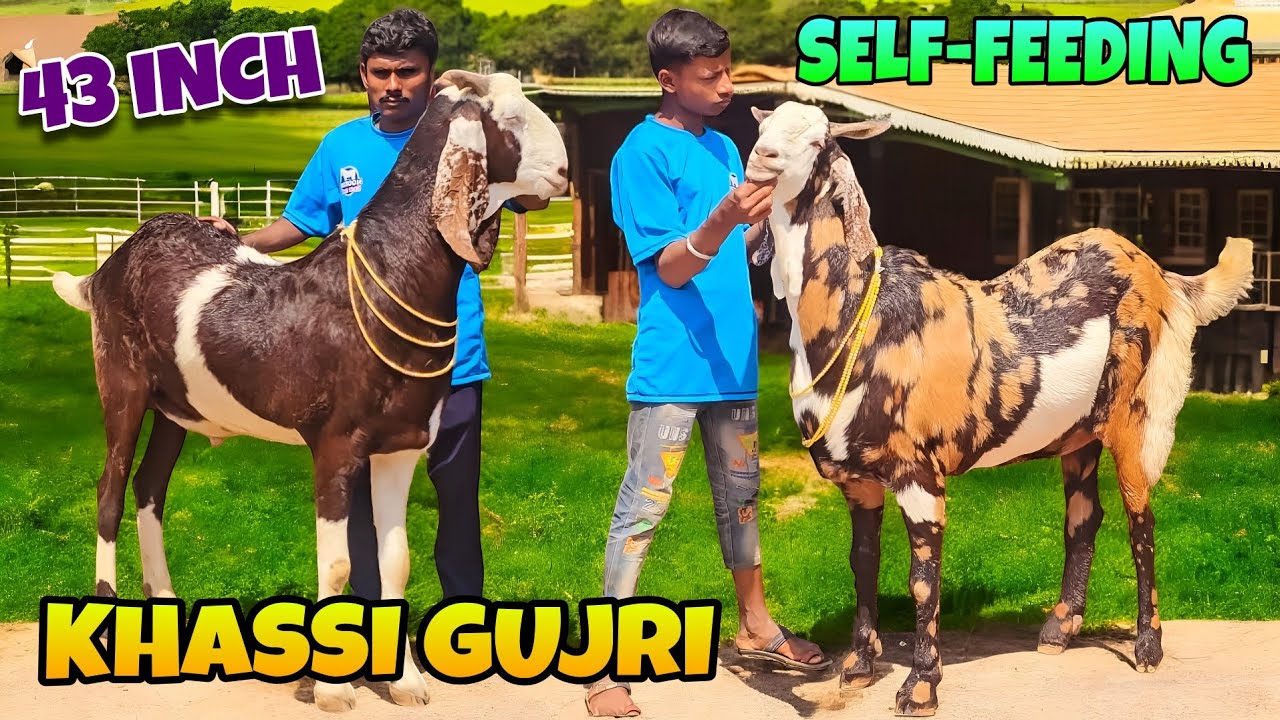 Heavyweight Khassi Goats at Noorani Goat Farm | Ramadan Special 🌙 - YouTube