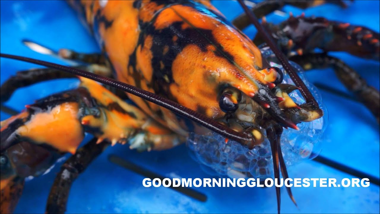 Lord Sith Lobster Landed At Captain Joe and Sons 5/19/13 - YouTube