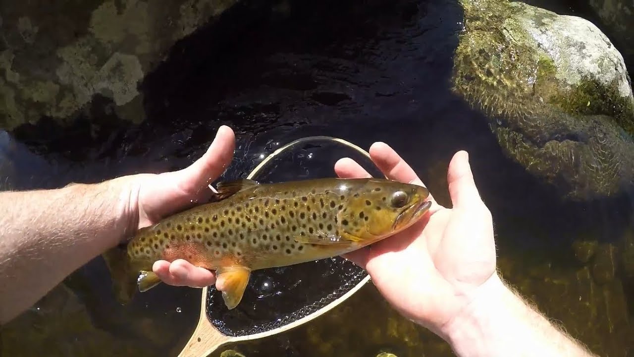 Farmington River Fly Fishing - Hendrickson Hatch + BIG TROUT BATTLE ...