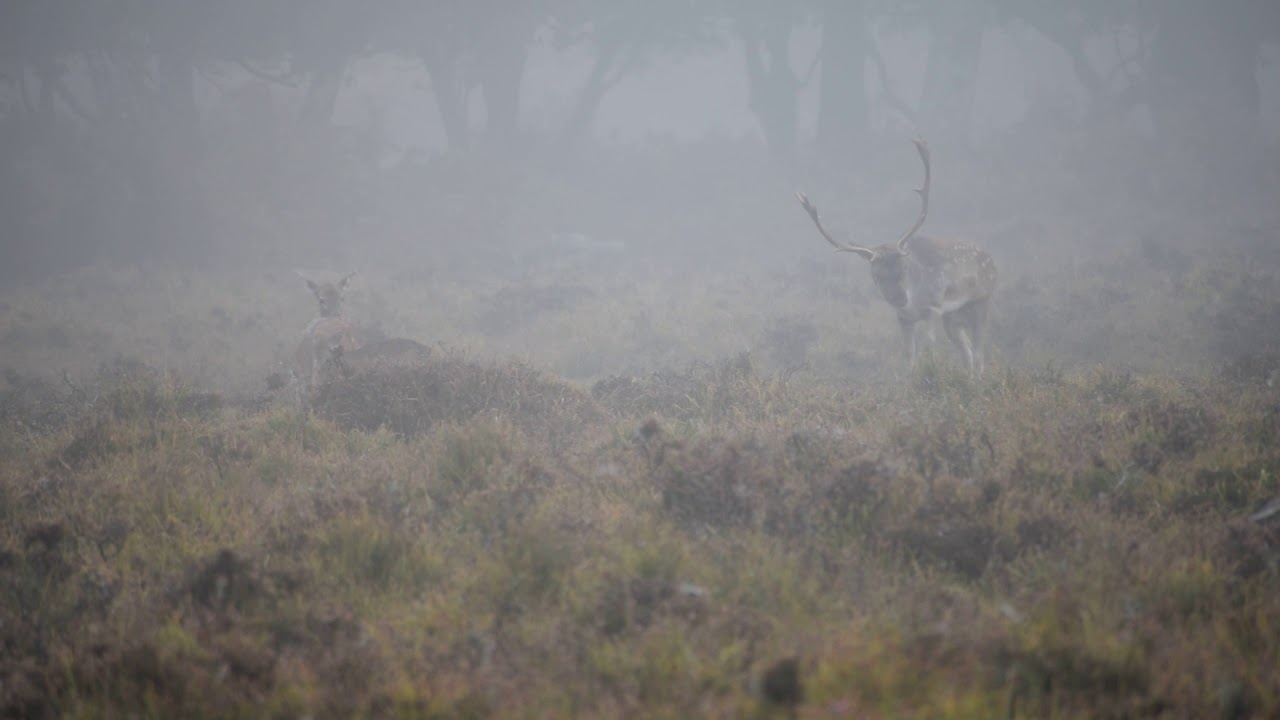 Buck with prancing does - YouTube