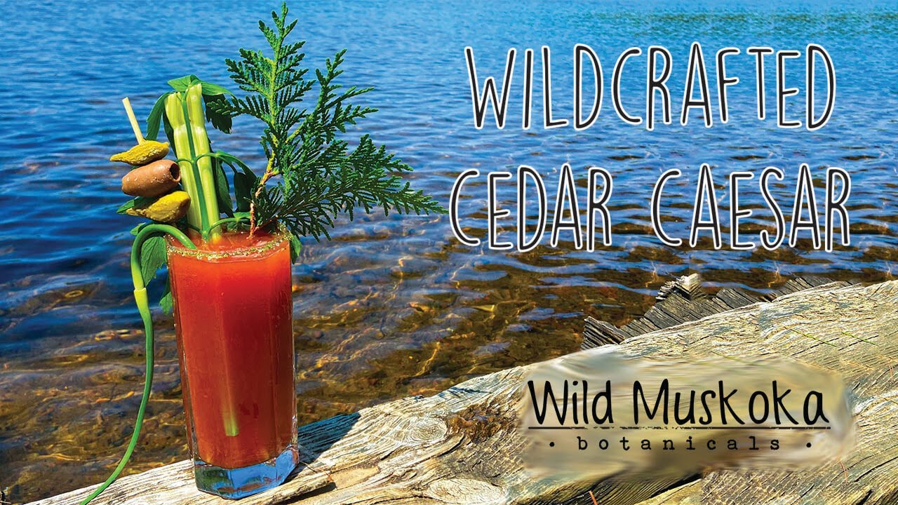 Wildcrafted Cedar Caesar Cocktail / Mocktail Recipe ~ Wild Muskoka ...