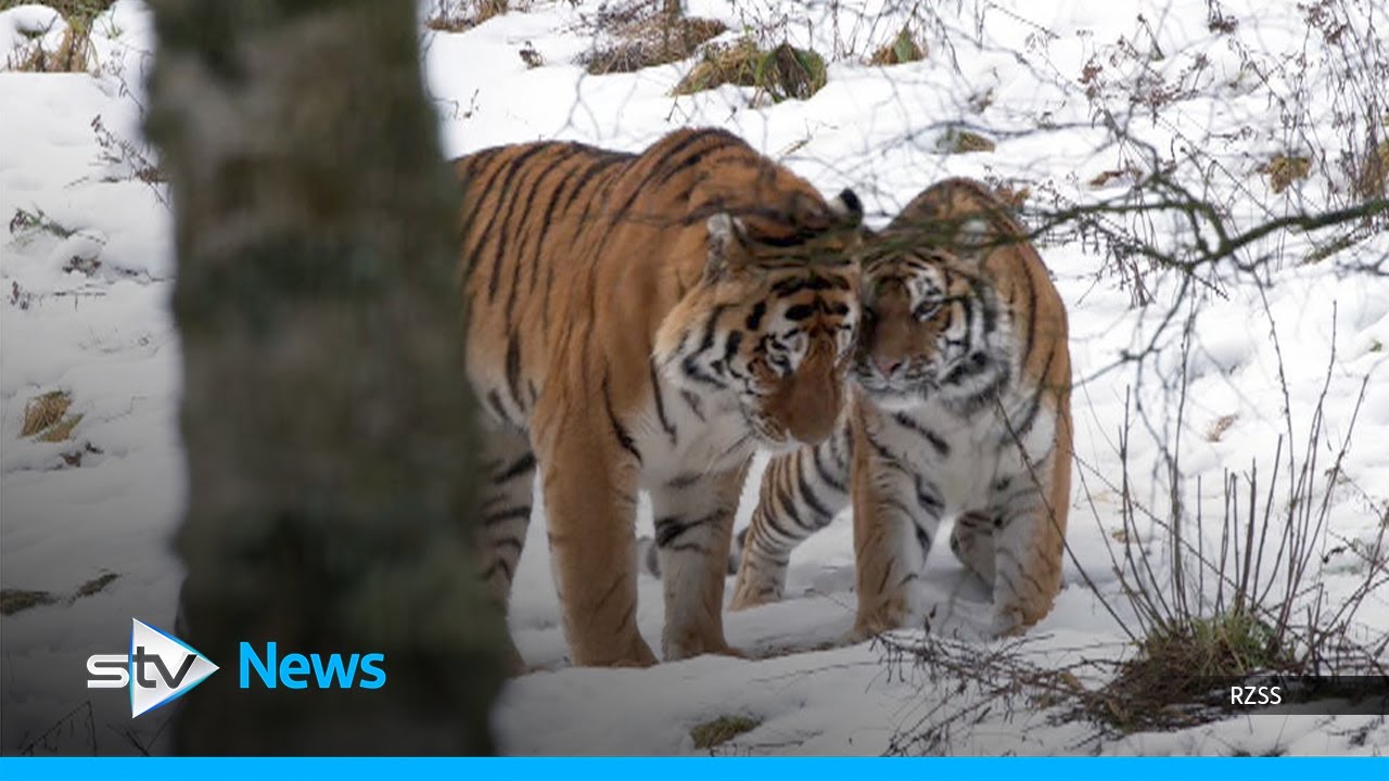 Tigers snuggle up for first time at Highland Wildlife Park - YouTube