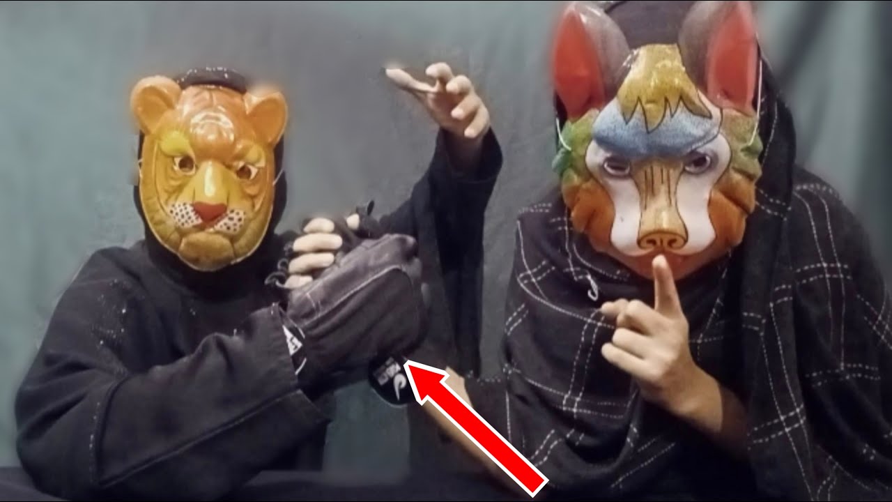 Tiger vs Fox Funny Moments | AM Fun - YouTube