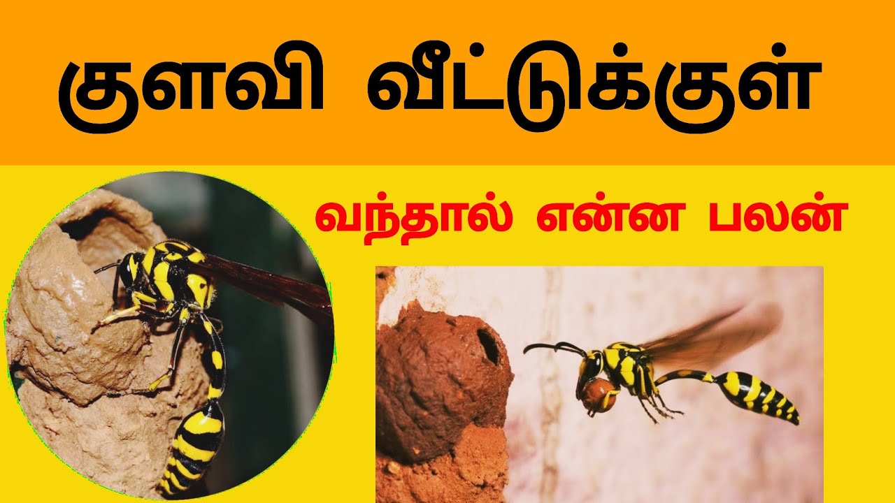 குளவி வீட்டுக்குள் வந்தால் என்ன பலன் | @TamilSecrets | Lucky Pet for ...