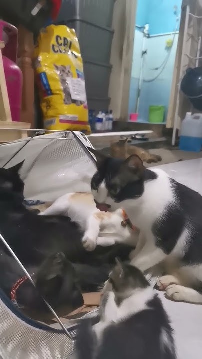 Kucing kompak #shorts - YouTube