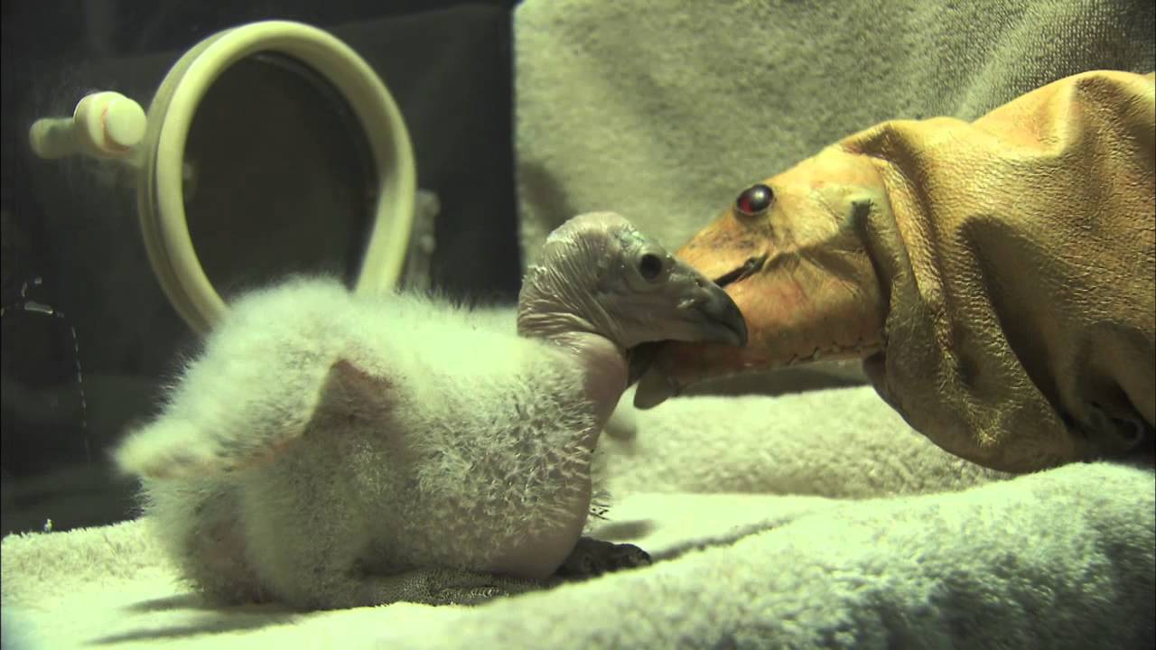 First California Condor Chick of the Season - YouTube