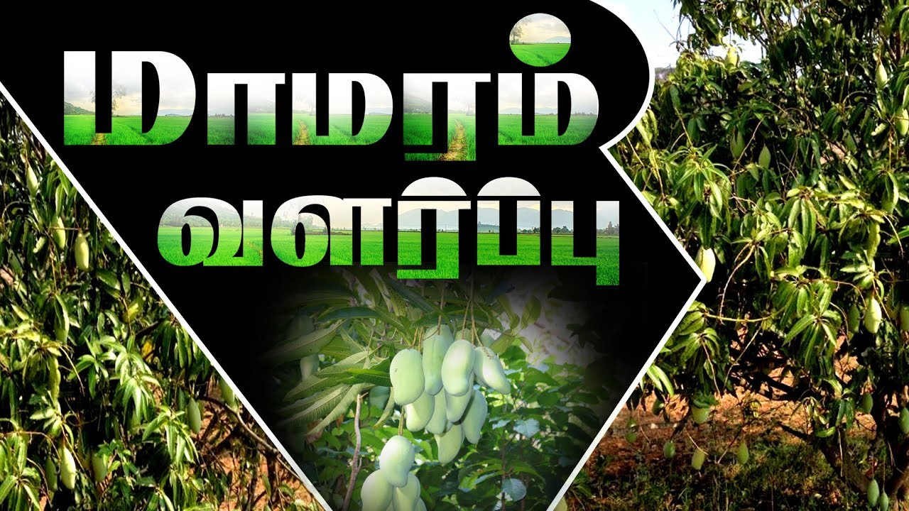 mamaram valarpu tamil (மாமரம் வளர்ப்பு) - YouTube