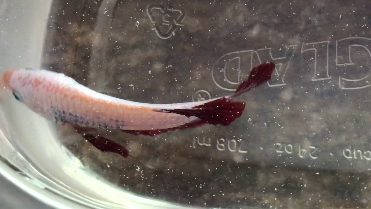 Betta Tank Cleaning// Meet Chico - YouTube