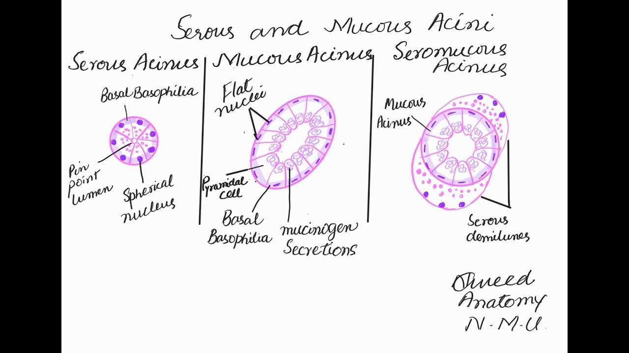 Serous Sputum
