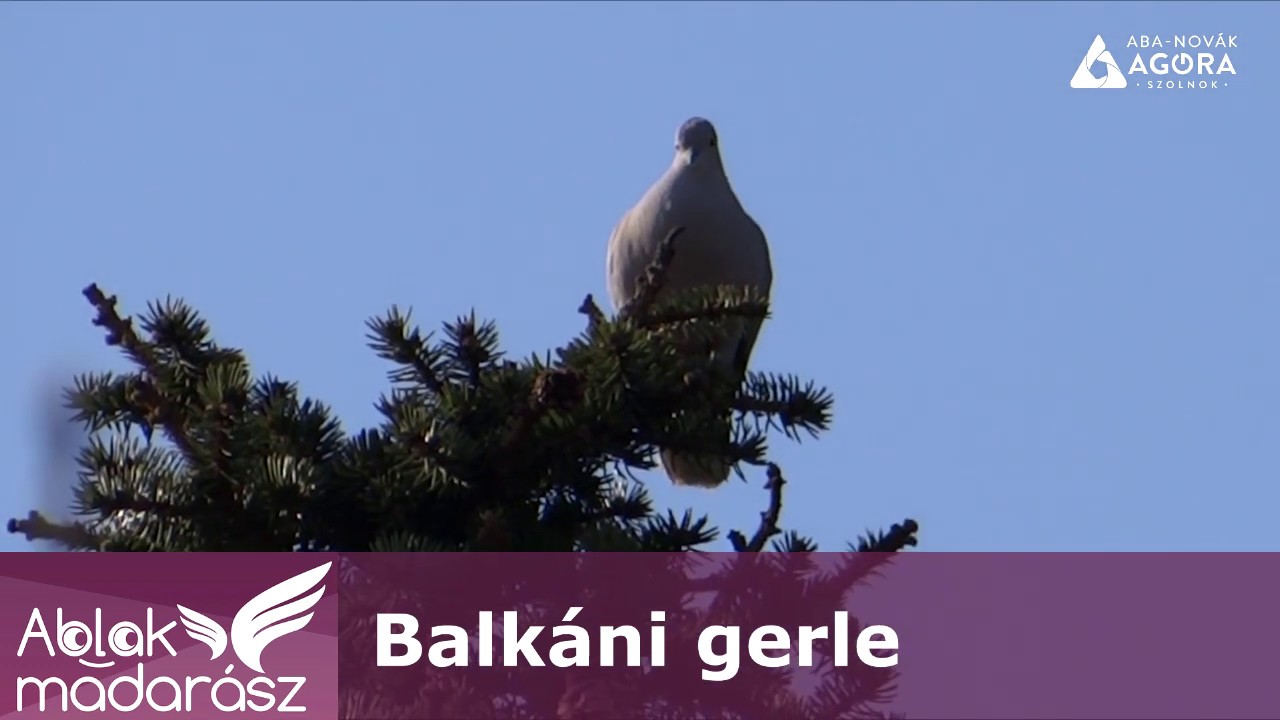 Ablakmadarász - Balkáni gerle - YouTube