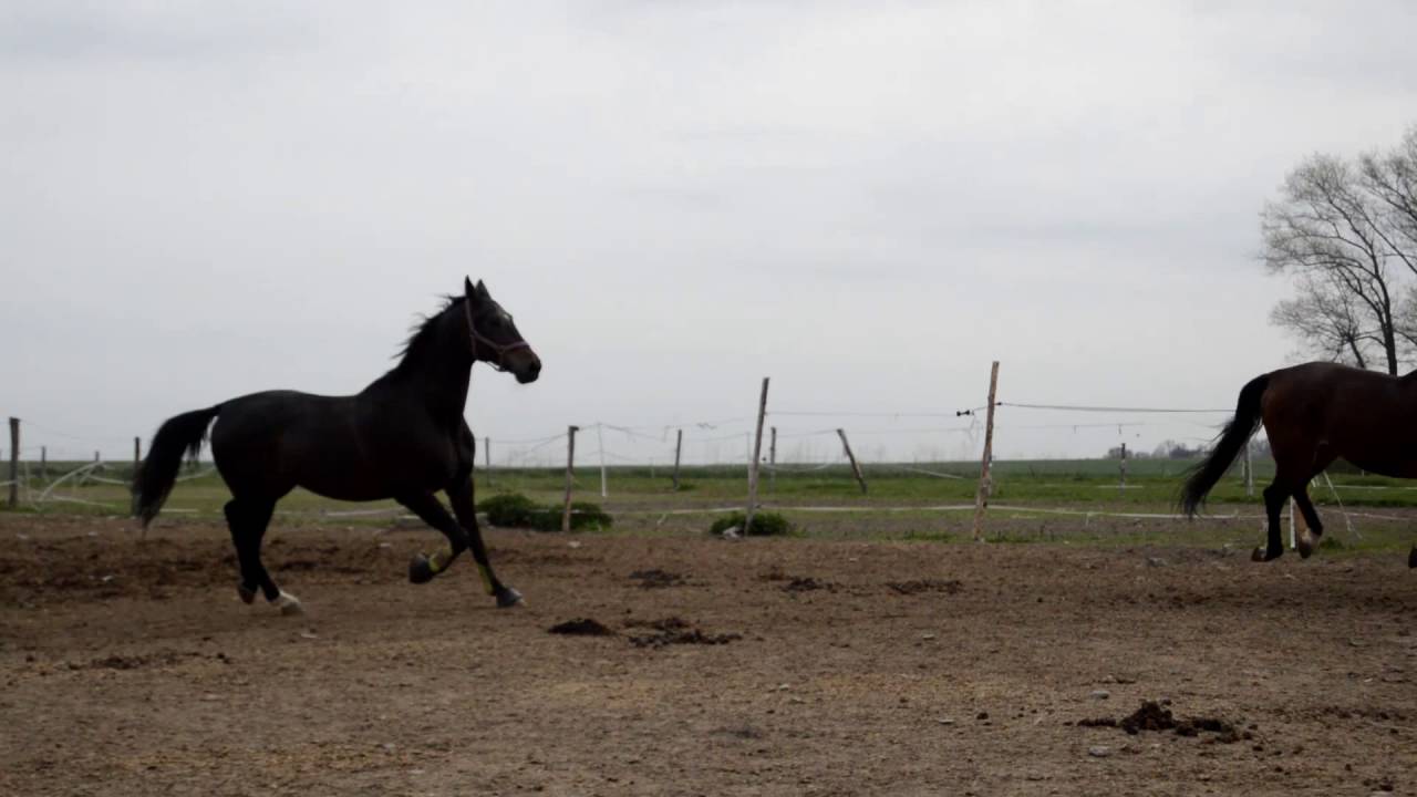 JK Harfa Ohrobec - YouTube