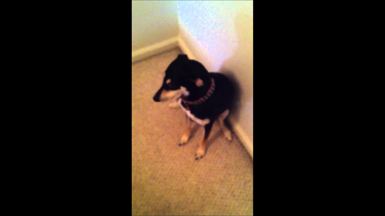 Funny dog has to go poop - YouTube