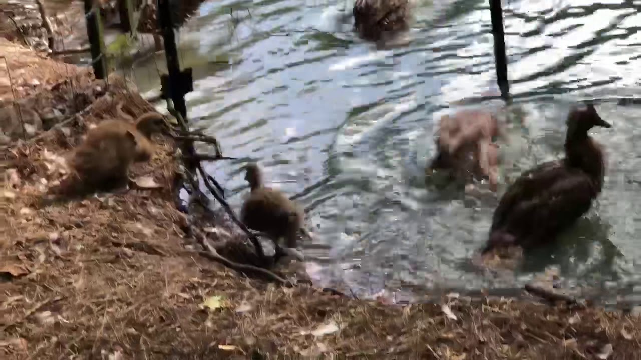 Toogoodoo Farm bath time - YouTube