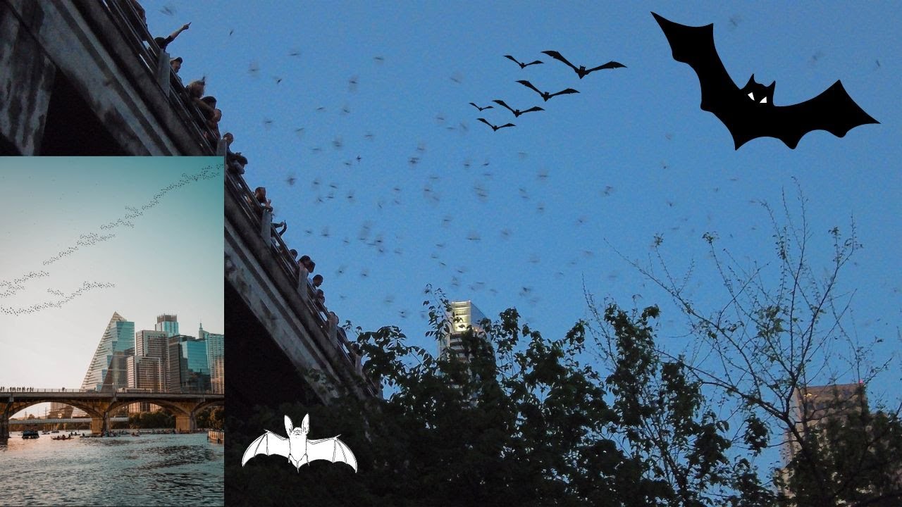 🦇 Two million bats swarm over bridge in Austin, Texas 2024 4K 60FPS ...