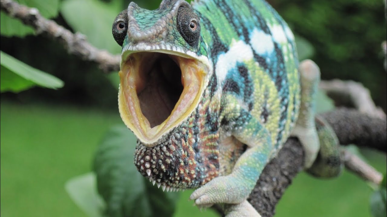 The Most Extreme - Hissy Fits - YouTube