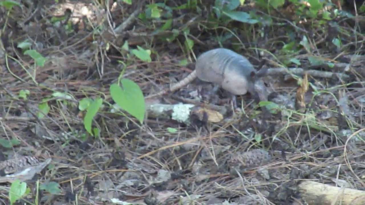 Baby Armadillos on Wilderness Lodge/Fort Wilderness Trail - YouTube